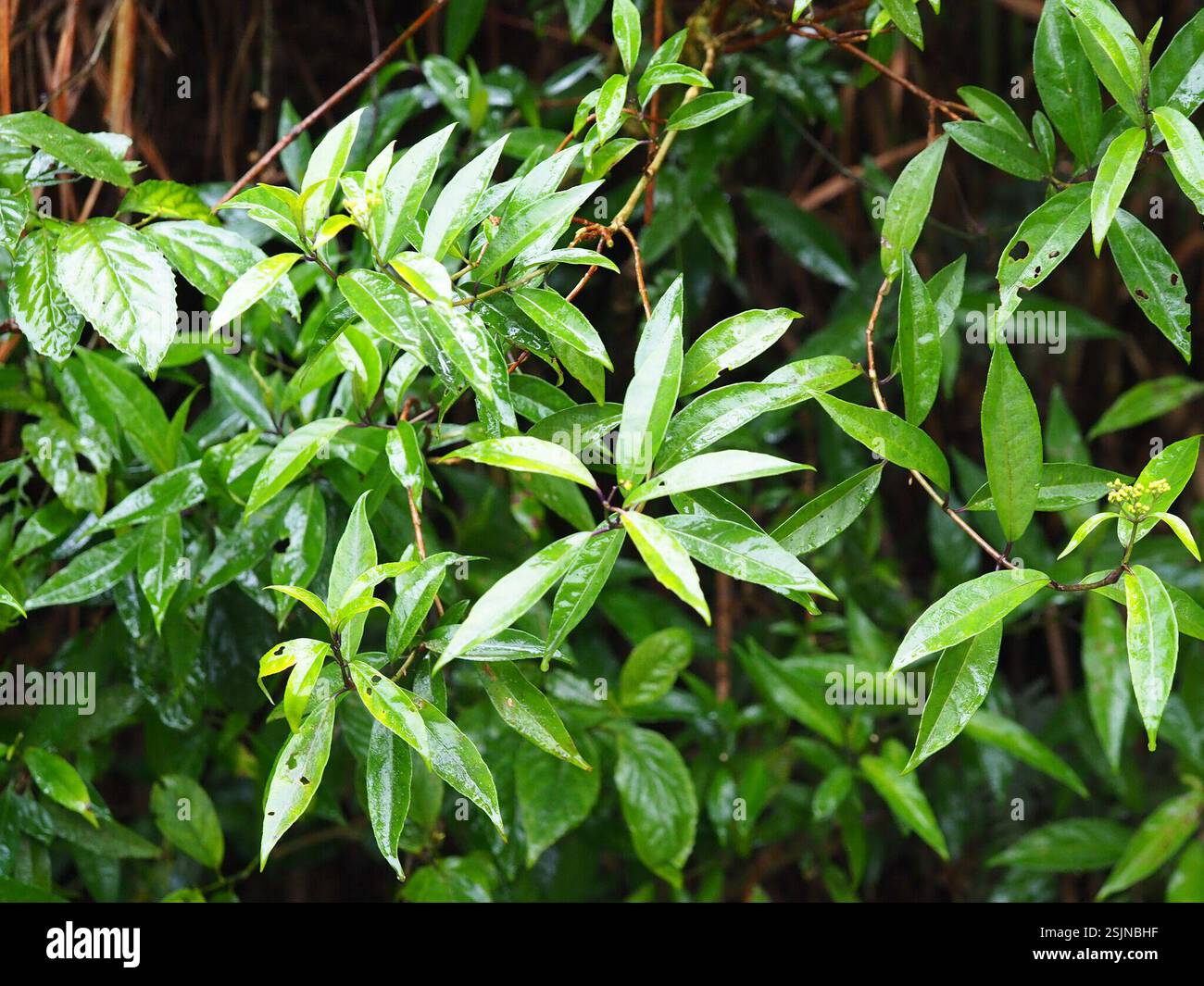 Chinese Hydrangea (Hydrangea chinensis), Plantae, 台灣新北市 Stock Photo - Alamy