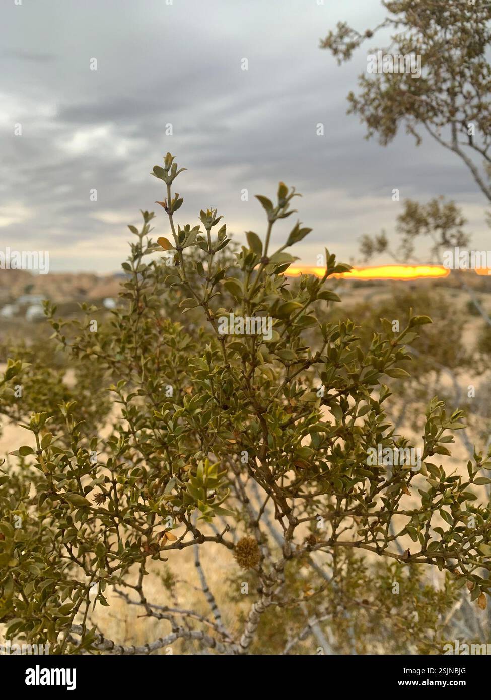 Creosote Bush (Larrea tridentata), Plantae, Joshua Tree National Park ...
