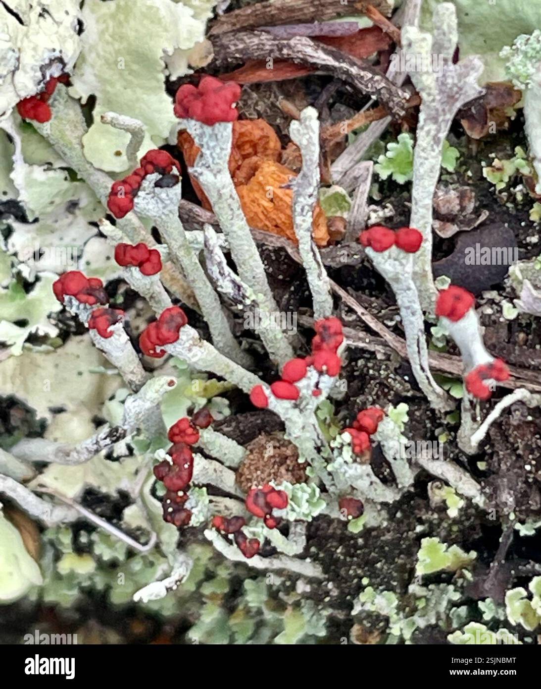 Species cup lichen hi-res stock photography and images - Alamy