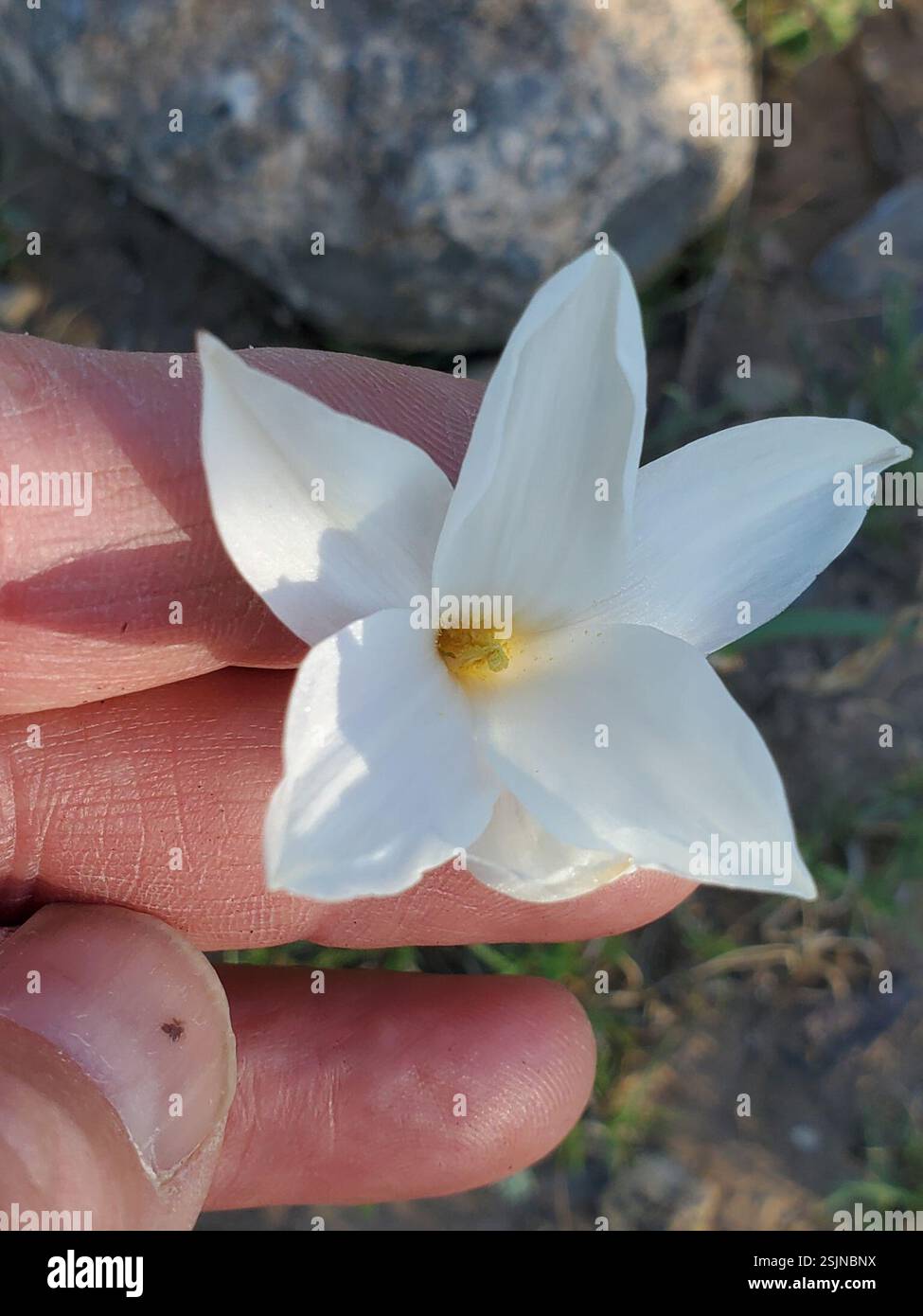 Drummond's rain lily (Zephyranthes drummondii), Plantae, Concan, TX ...