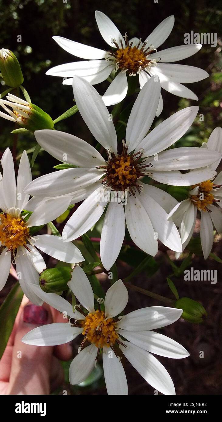 Kirk's tree daisy (Brachyglottis kirkii), Plantae, Whenuakite, New ...