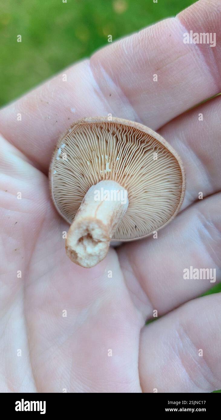 Coconut Milkcap (Lactarius glyciosmus), Fungi, Heywards Road, Under ...