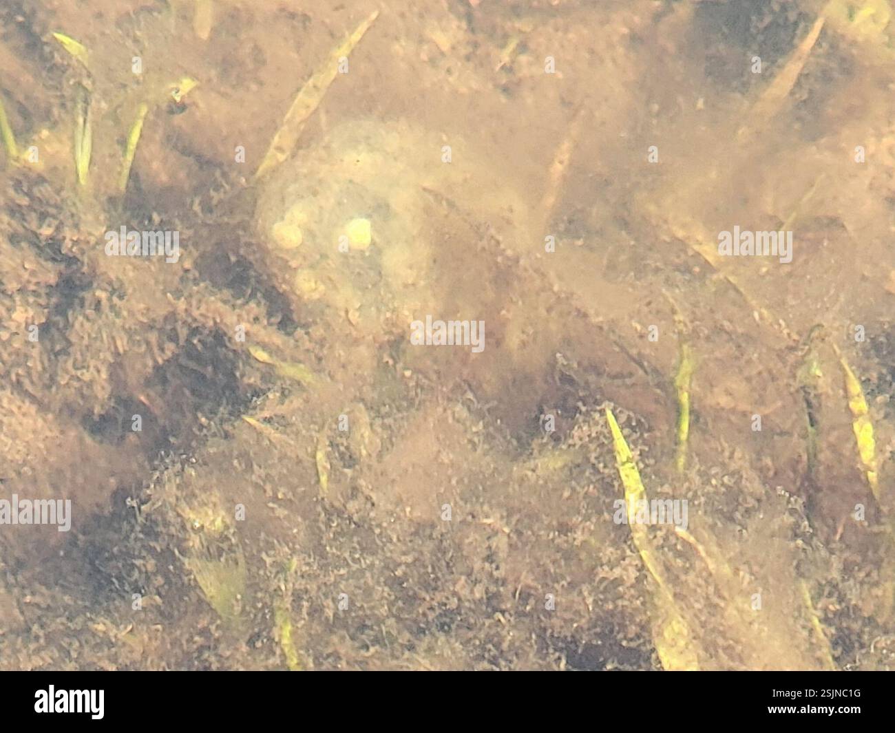 Amphibians (Amphibia), Amphibia, Orinda, CA 94563, USA Stock Photo - Alamy