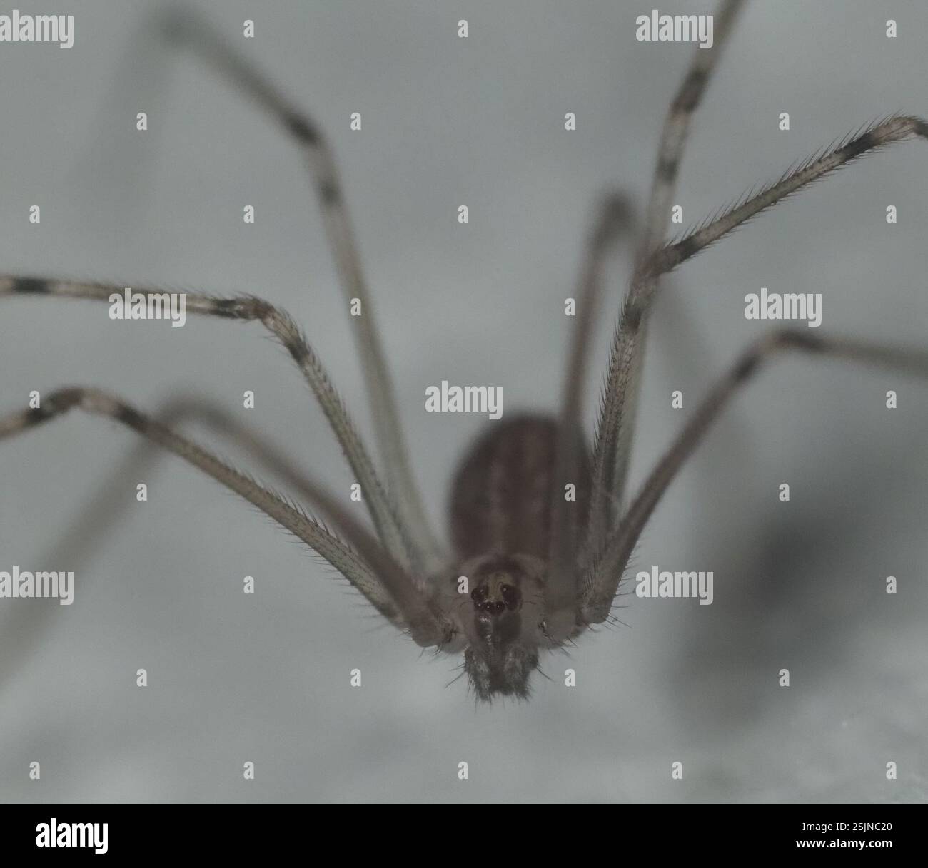 Short-bodied Cellar Spider (Physocyclus globosus), Arachnida, Centro ...