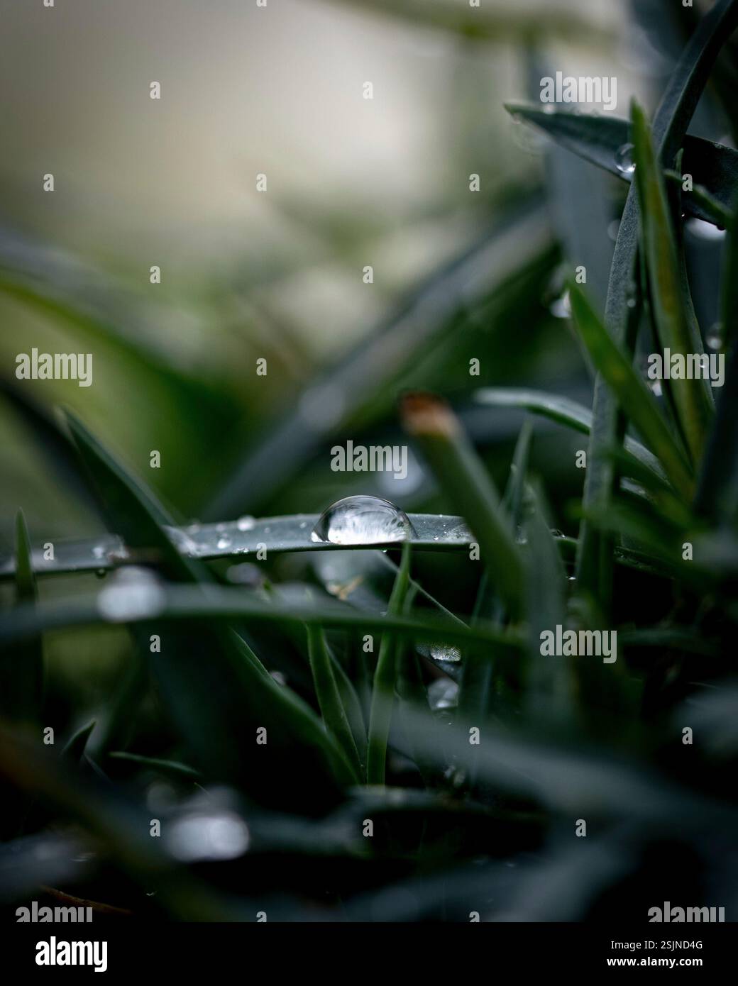 Leaves of a garden carnation wetted with raindrops, macro shot in the ...
