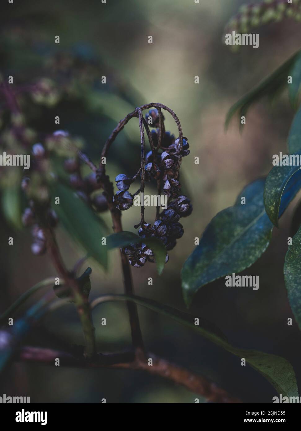 Fruits of a Japanese lavender heather in fall Stock Photo - Alamy