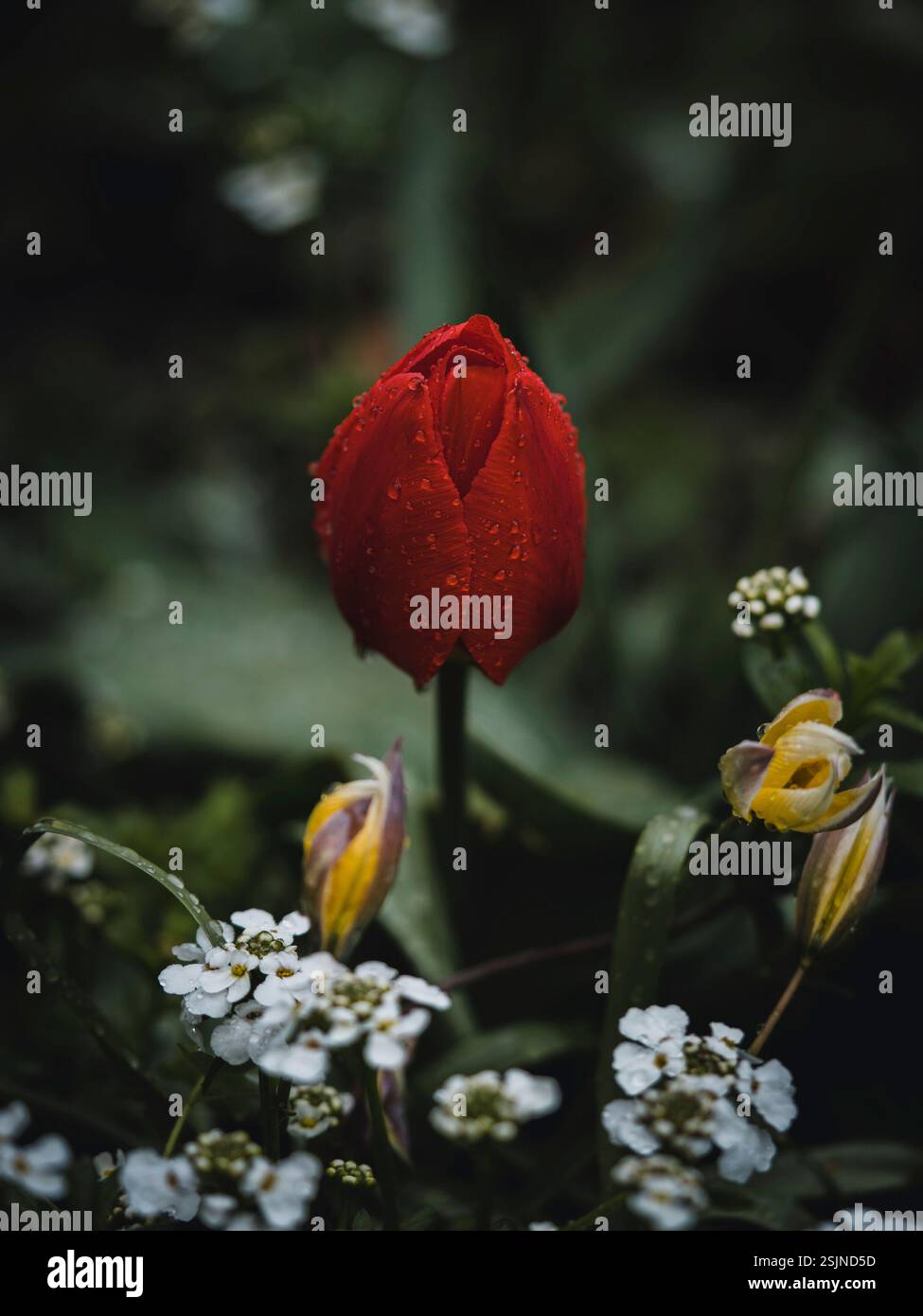 Red tulip, close-up in the flower garden Stock Photo - Alamy