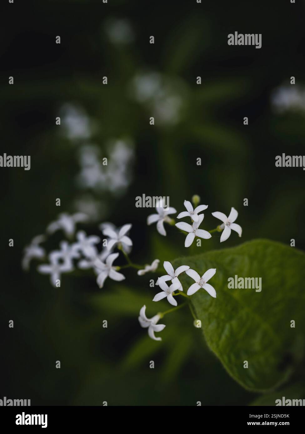 Woodruff in the forest hi-res stock photography and images - Alamy