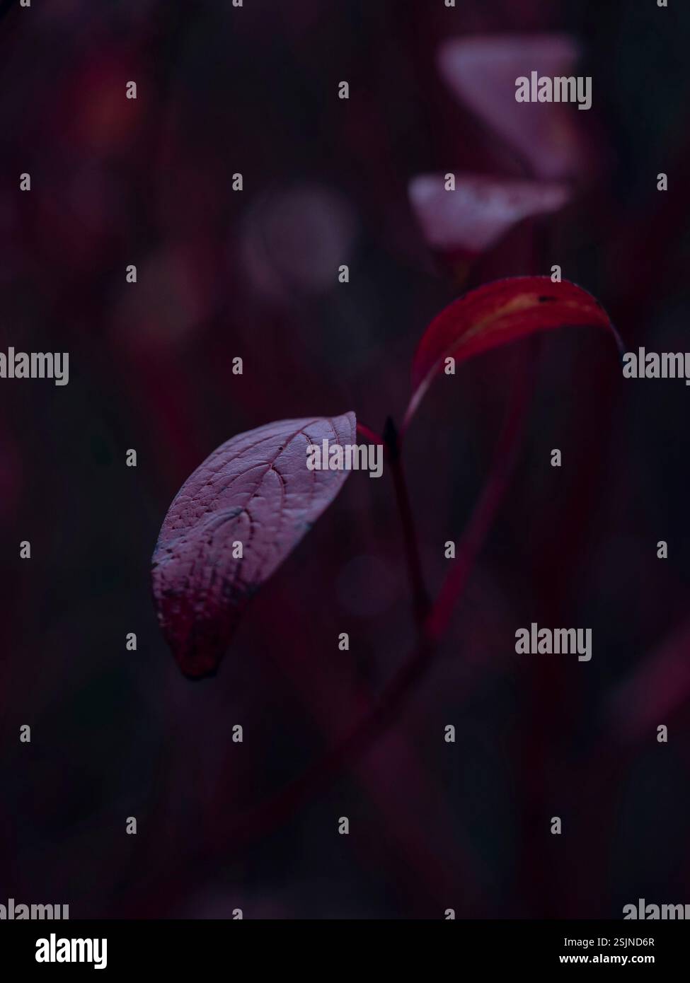 Leaves of a dogwood bush in fall Stock Photo - Alamy