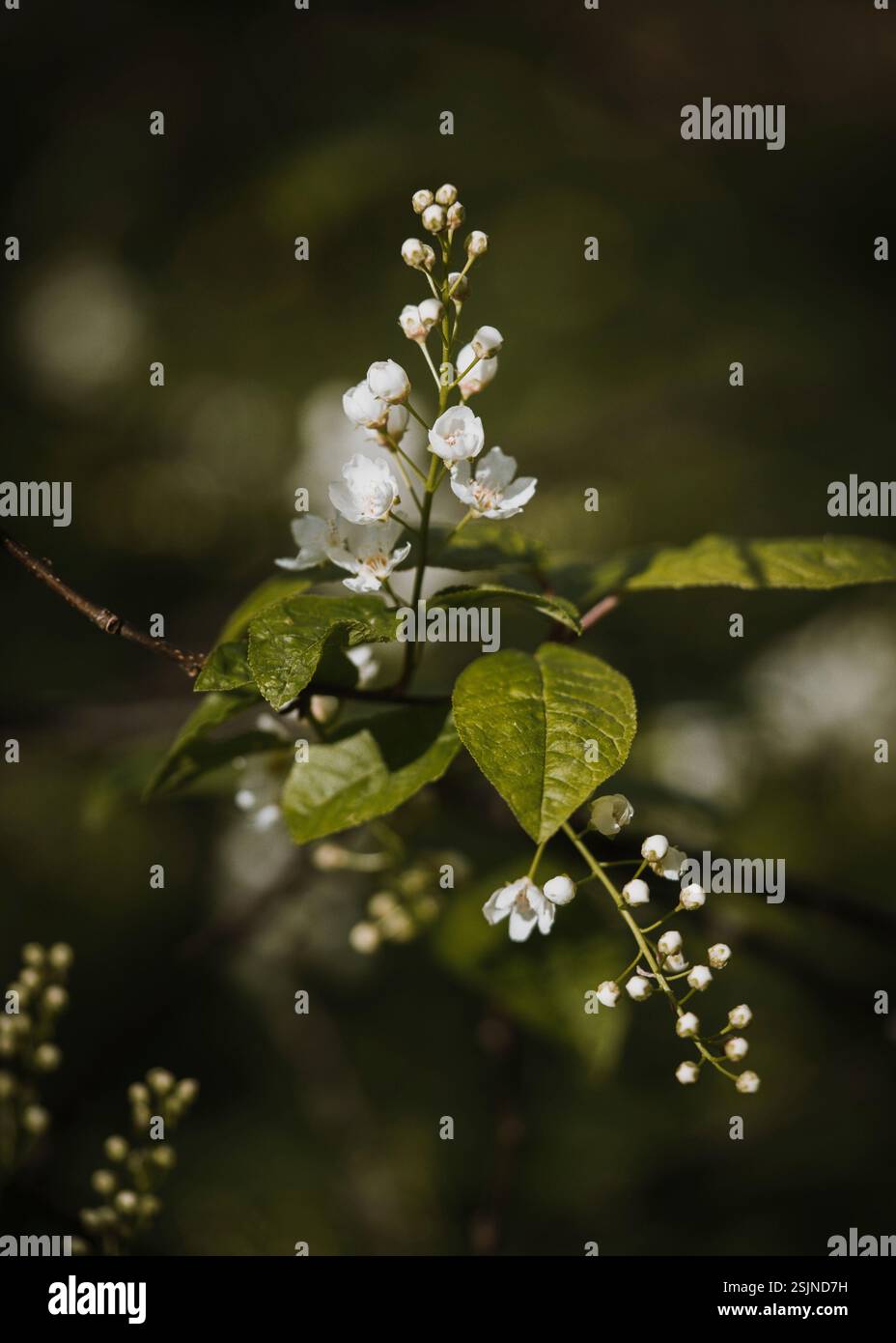 Flowering cherry blossom weeping hi-res stock photography and images ...