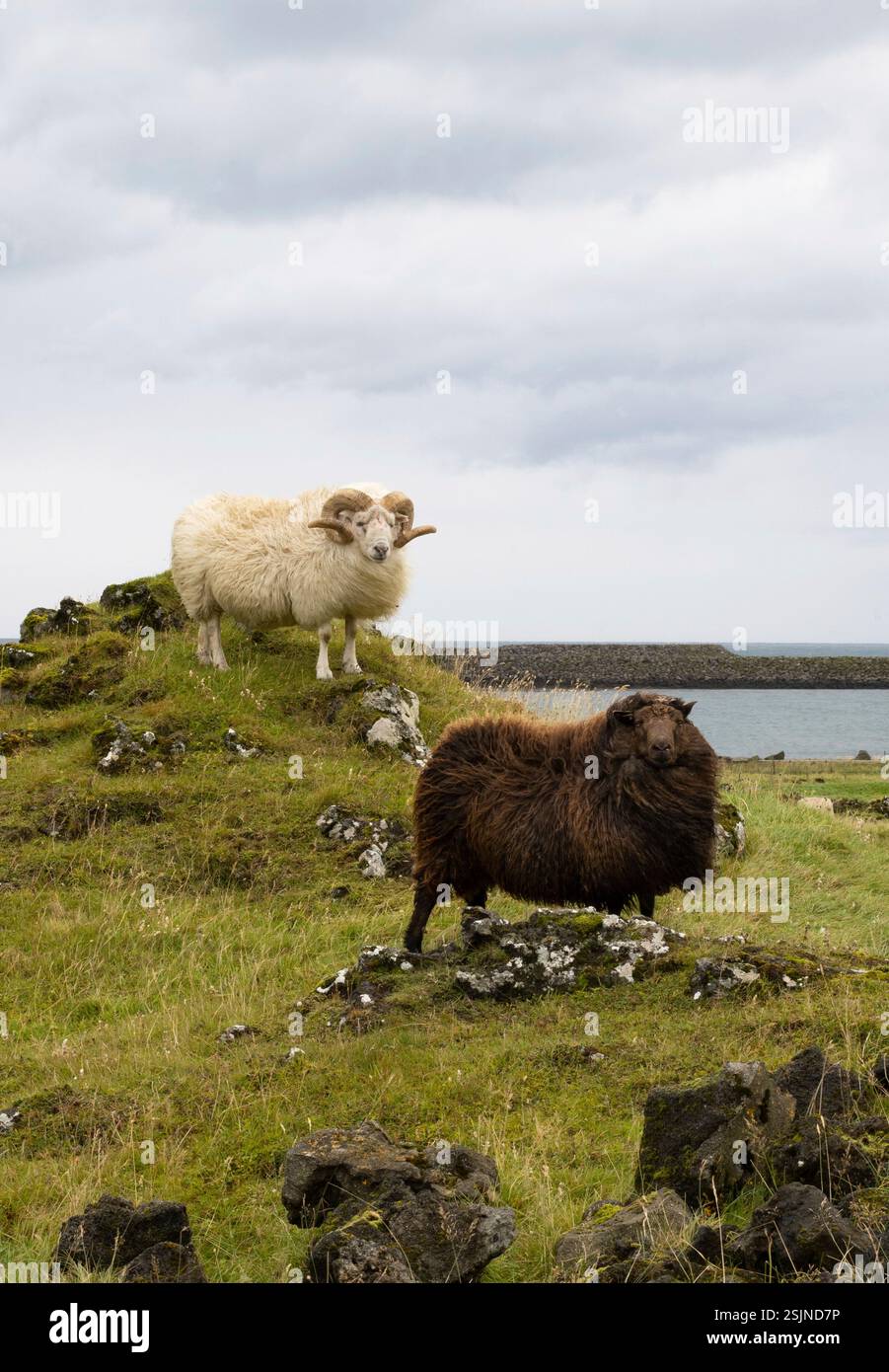 Female male icelandic sheep stand in pasture in iceland hi-res stock photography and images - Alamy