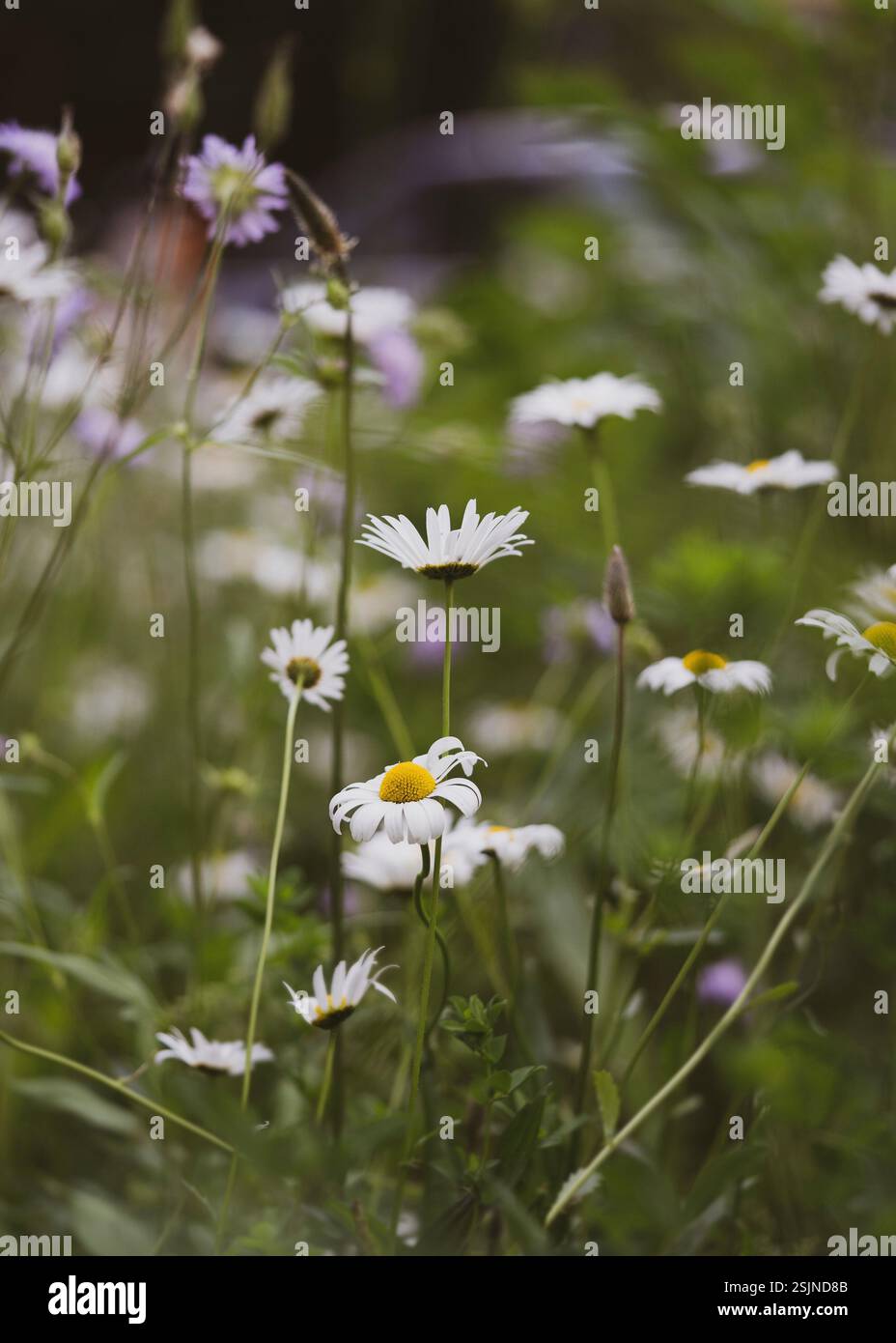 Asteraceae daisies white hi-res stock photography and images - Alamy