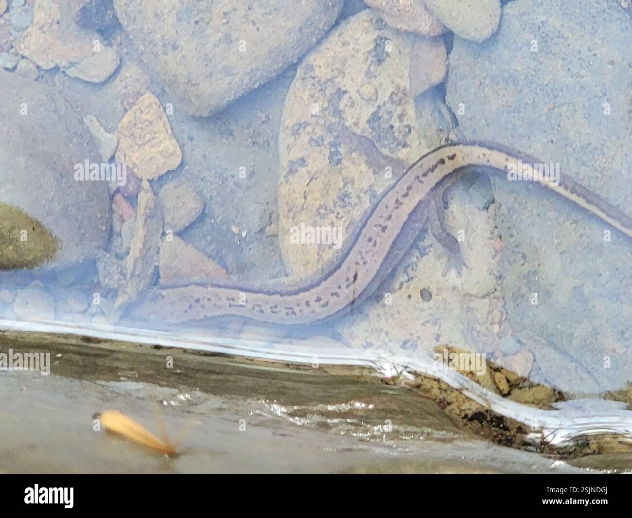 Southern Two-lined Salamander (Eurycea cirrigera), Amphibia, Morehead ...