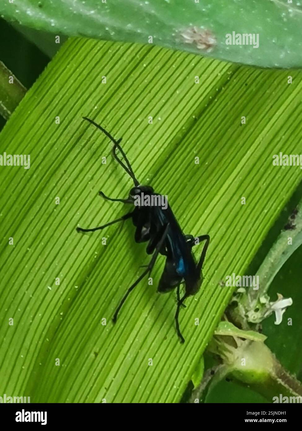 Ants, Bees, and Stinging Wasps (Aculeata), Insecta, Kwakoegron ...
