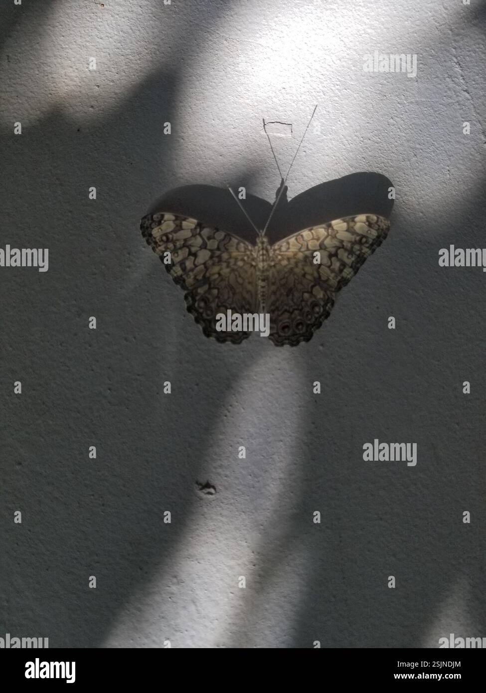 Gray Cracker (Hamadryas februa), Insecta, 4RR3+JHR, Managua, Nicaragua ...