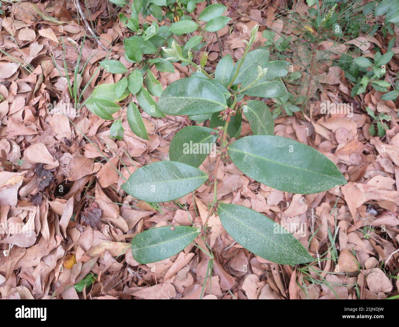 fetterbush lyonia (Lyonia lucida), Plantae, Windsor Forest, Savannah ...