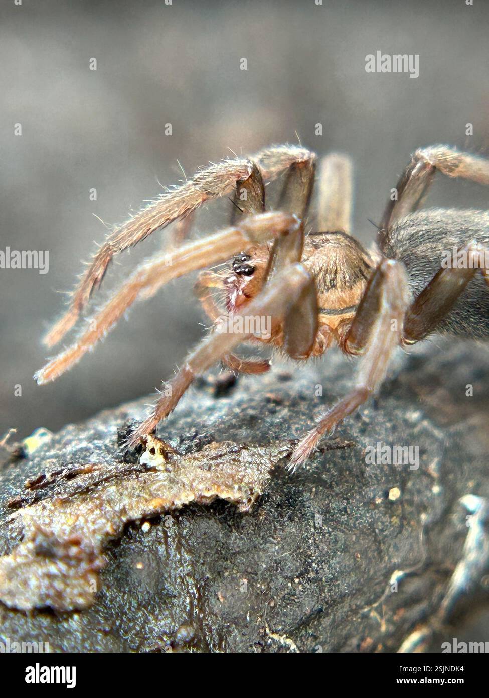 (Agroeca), Arachnida, Highland Dr, Los Osos, CA, US Stock Photo - Alamy