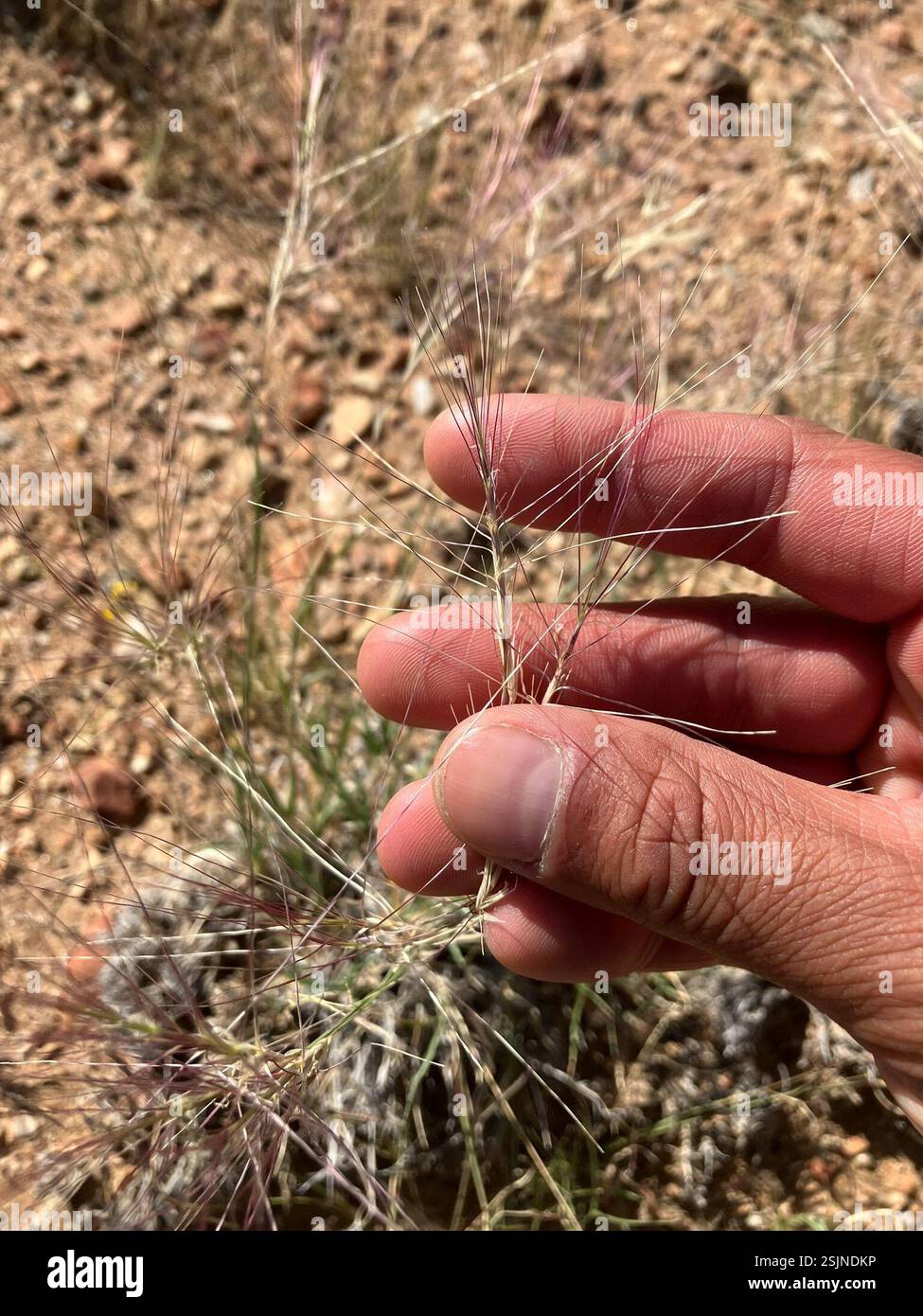 burrograss (Scleropogon brevifolius), Plantae, Mojave National Preserve ...
