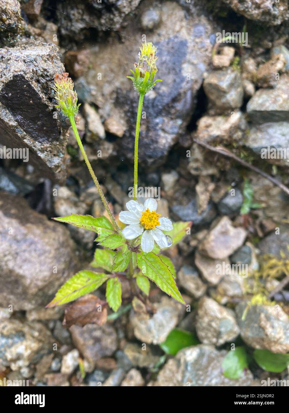 White beggarticks (Bidens alba), Plantae, Luzon, Bontoc, Mountain ...
