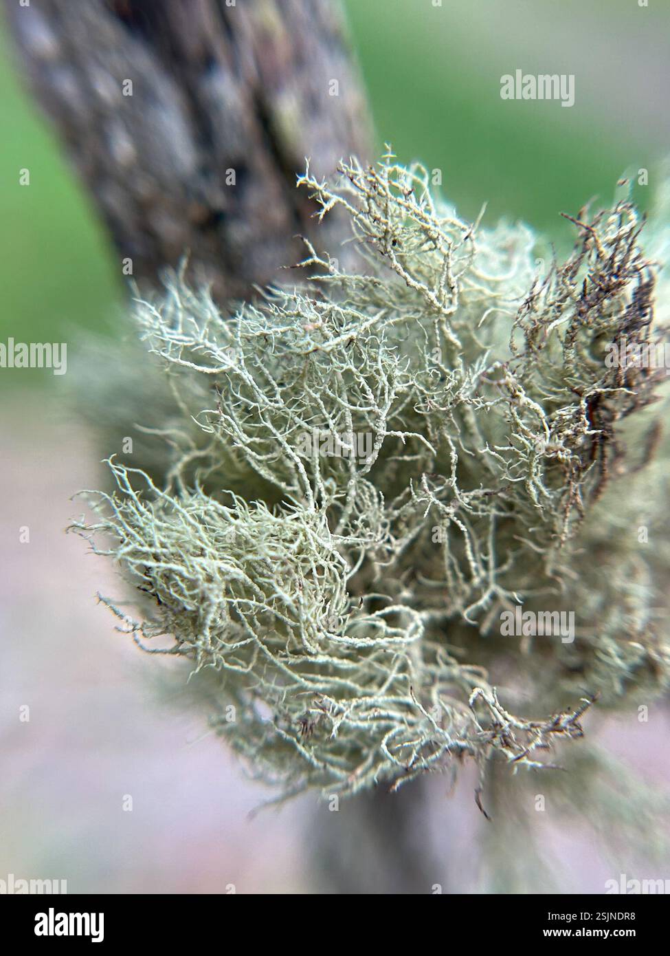 beard lichens (Usnea), Fungi, Pecho Valley Rd, Los Osos, CA, US, I ...