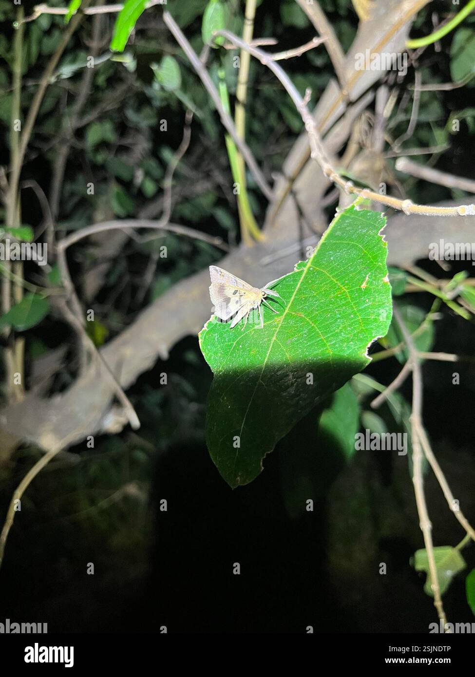 Mung Bean Moth (Maruca vitrata), Insecta, Douglas, QLD, AU Stock Photo ...