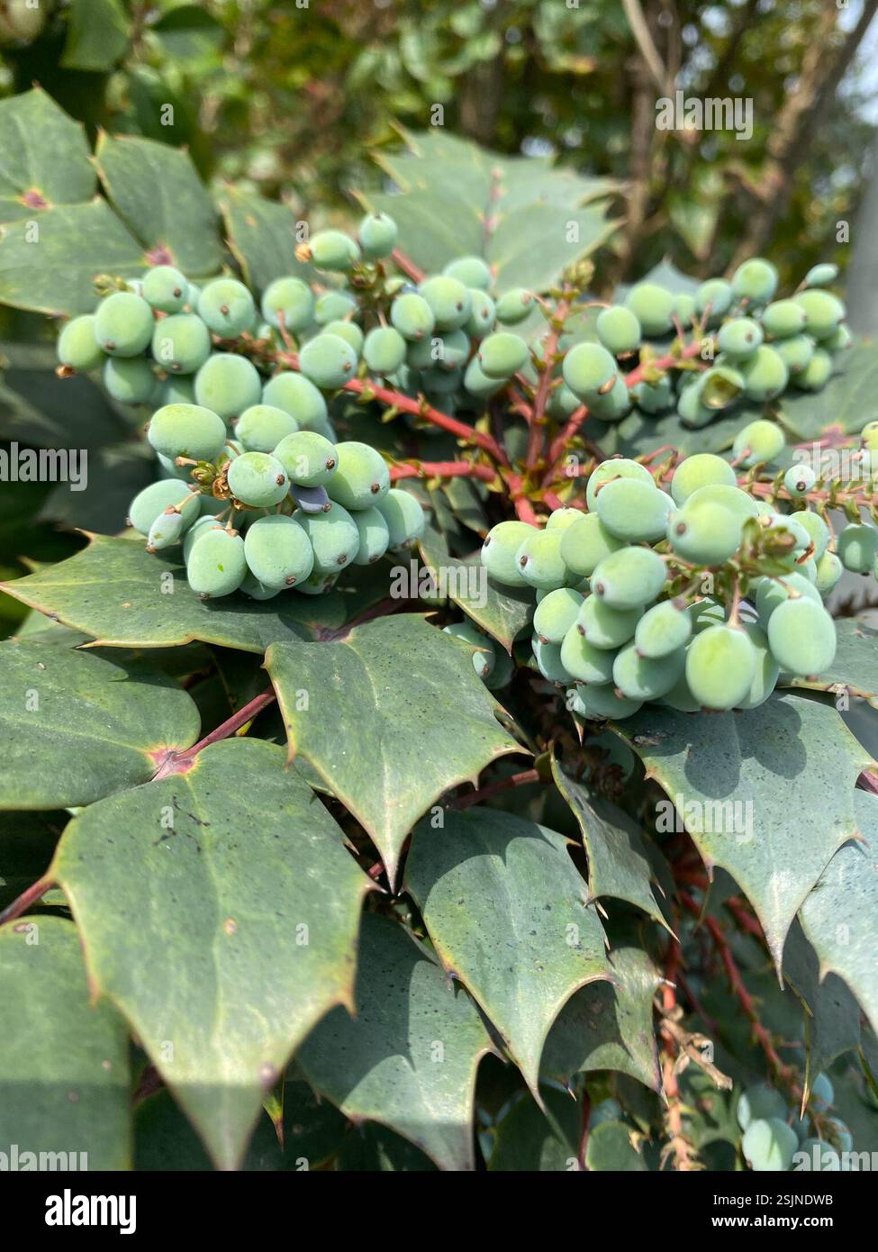 Japanese Mahonia (Berberis japonica), Plantae, 湖底路, TW Stock Photo - Alamy