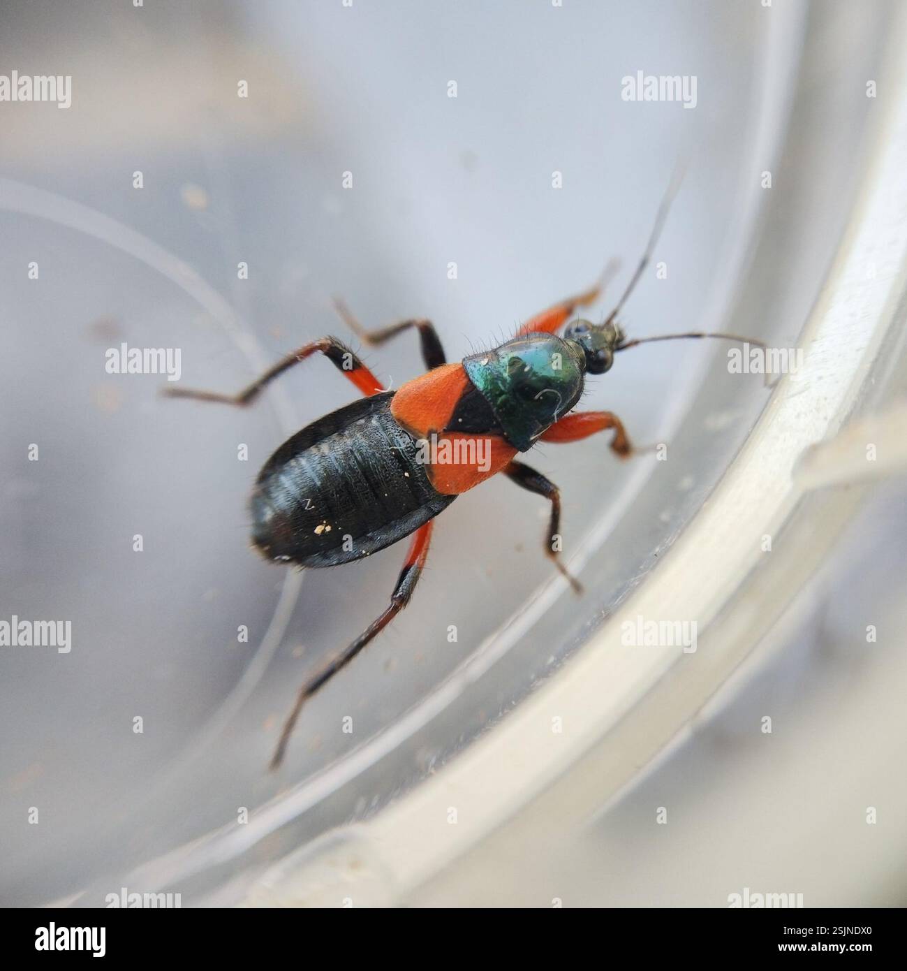 (Prostemma aeneicolle), Insecta, 1137 Pancharevo, Bulgaria Stock Photo ...