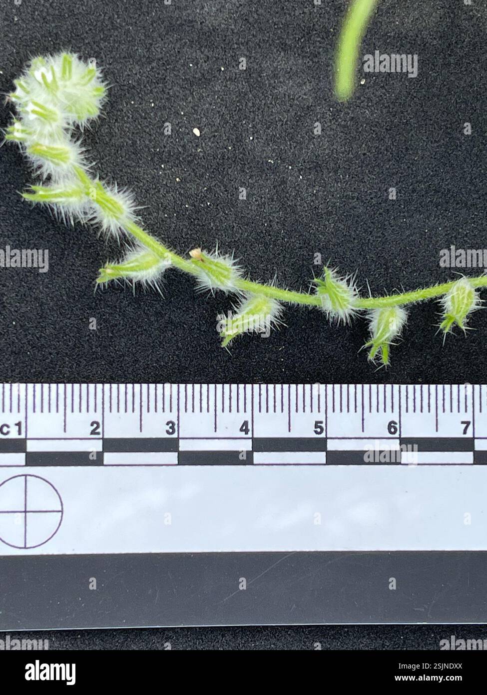 bearded cryptantha (Cryptantha barbigera), Plantae, Borrego Springs, CA ...