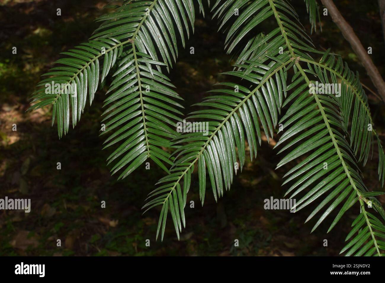 Chinese Plum-yew (Cephalotaxus fortunei), Plantae, 中国浙江省杭州市西湖区 Stock ...