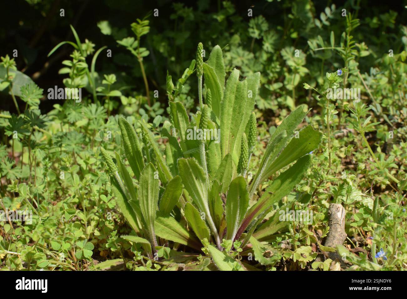 dwarf plantain (Plantago virginica), Plantae, 中国浙江省杭州市西湖区 Stock Photo ...