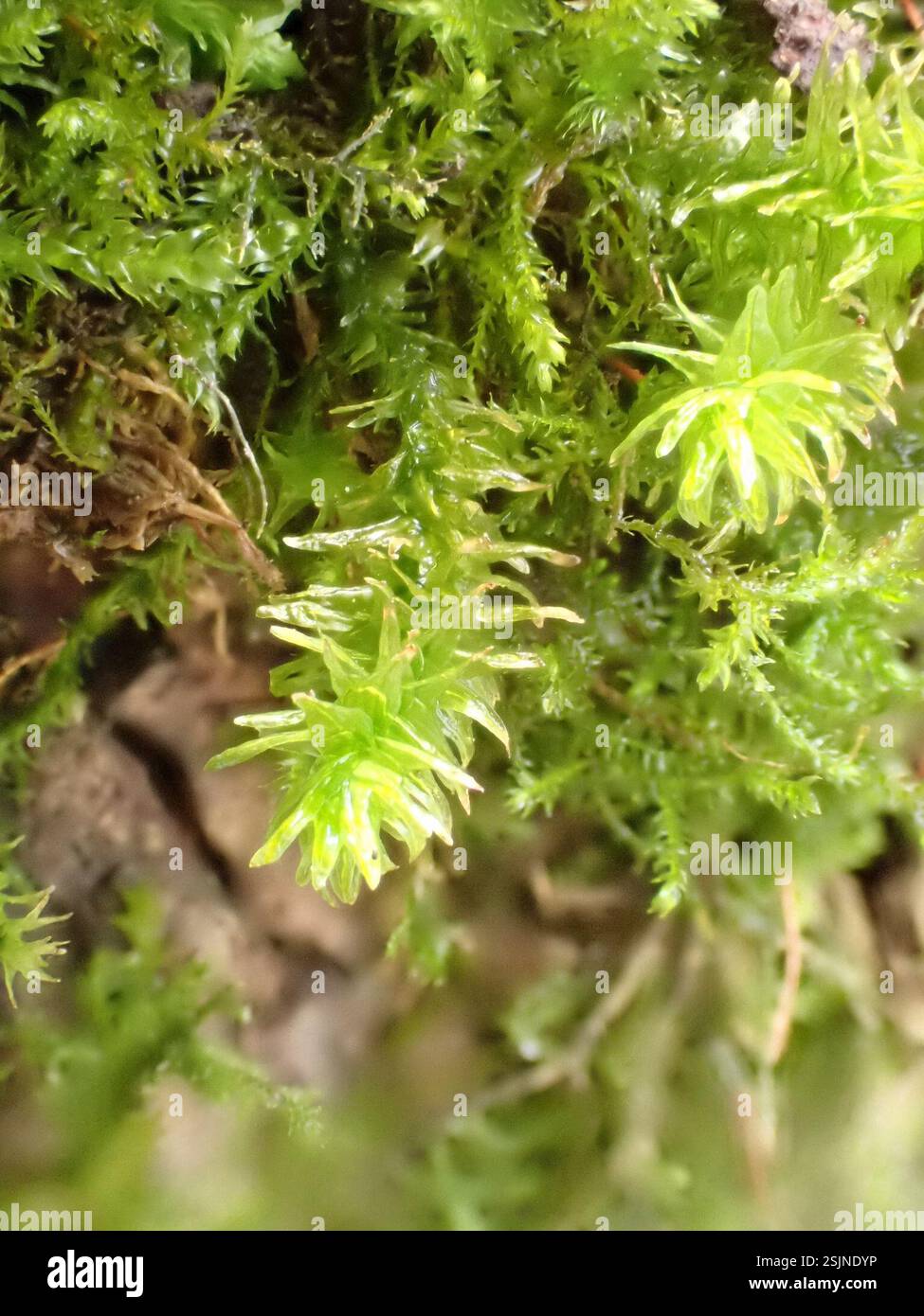 Rambling Tail-moss (Anomodon viticulosus), Plantae, Castellumpad ...