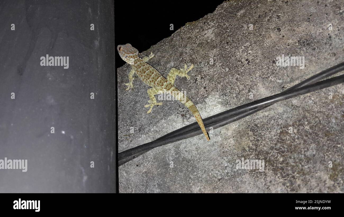Tokay Gecko (Gekko gecko), Reptilia, Sekaran, Gunung Pati, Semarang ...