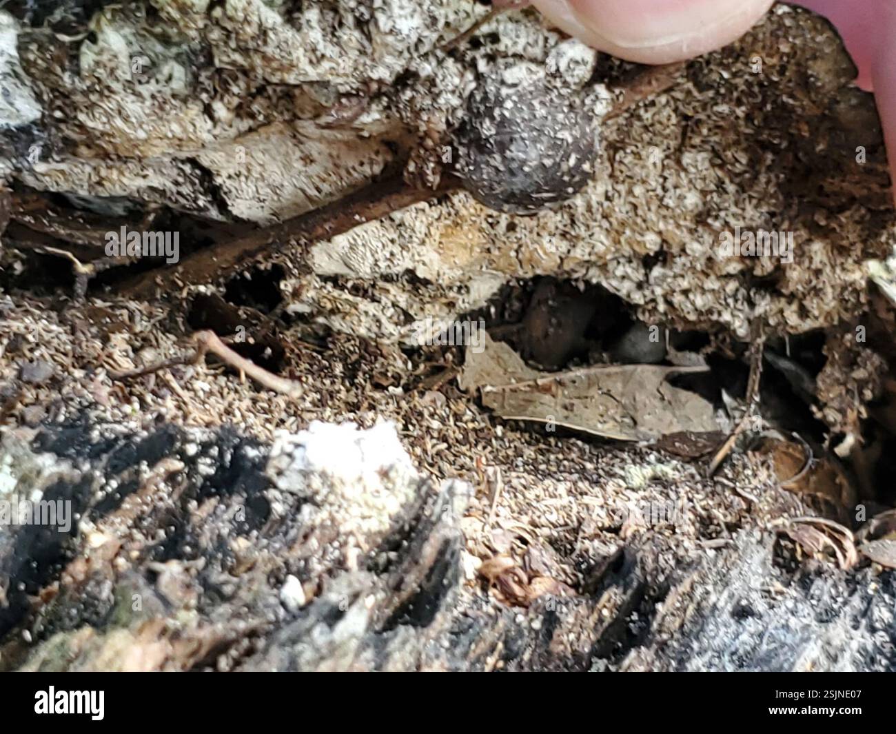 shelf fungi (Polyporales), Fungi, Alachua, Florida, United States Stock ...