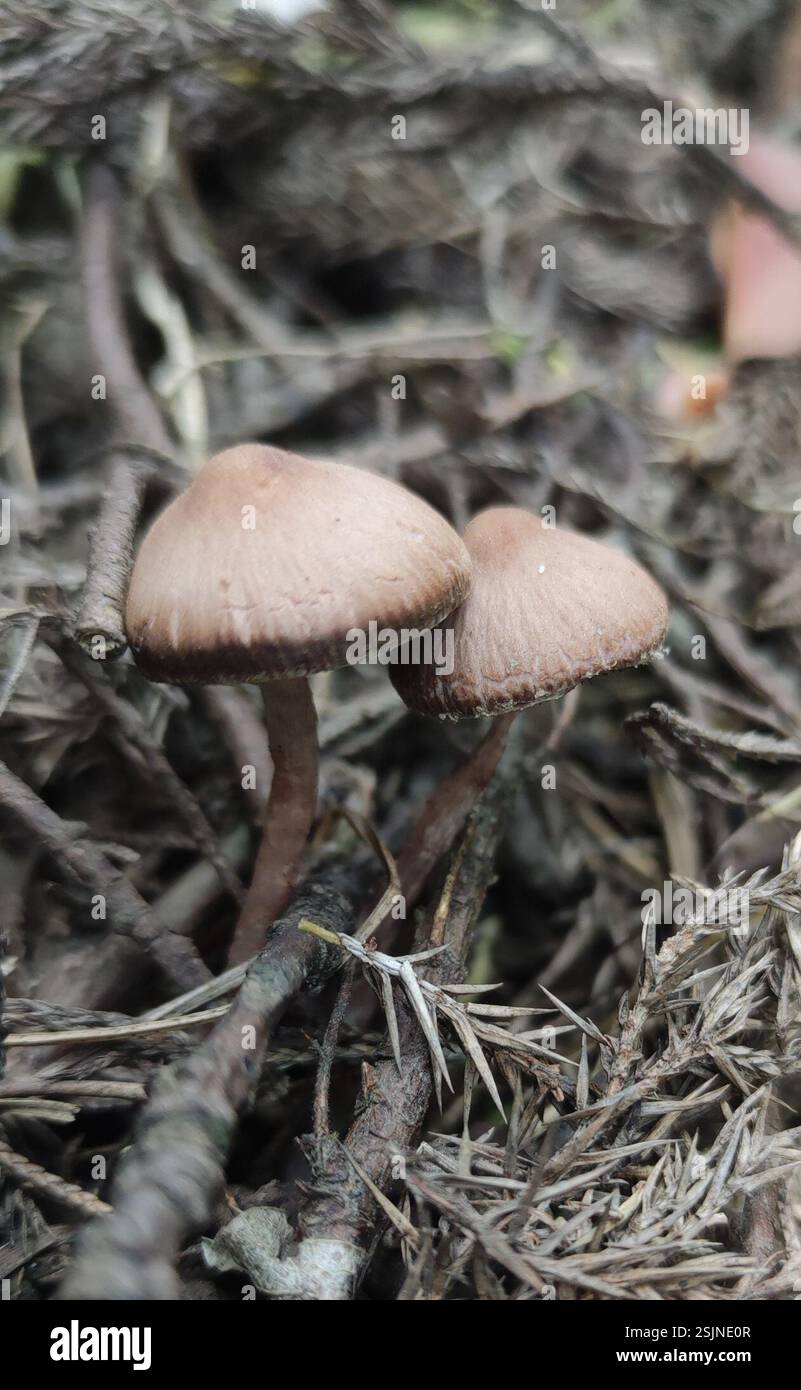 Mower's Mushroom (Panaeolus foenisecii), Fungi, Hangzhou, CN-ZJ, CN ...