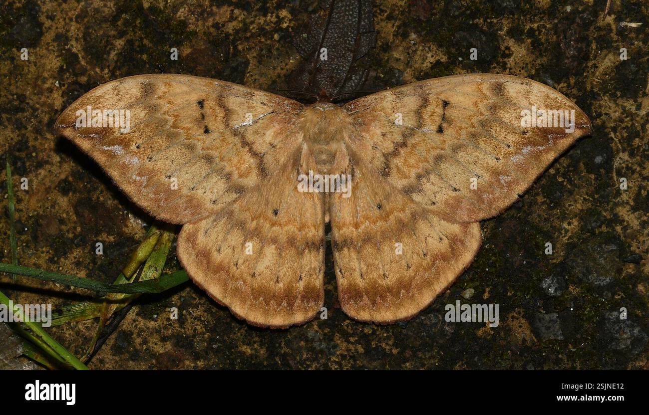 (Janiodes), Insecta, Cabañas San Isidro, Cosanga Napo, Cosanga 150751 ...