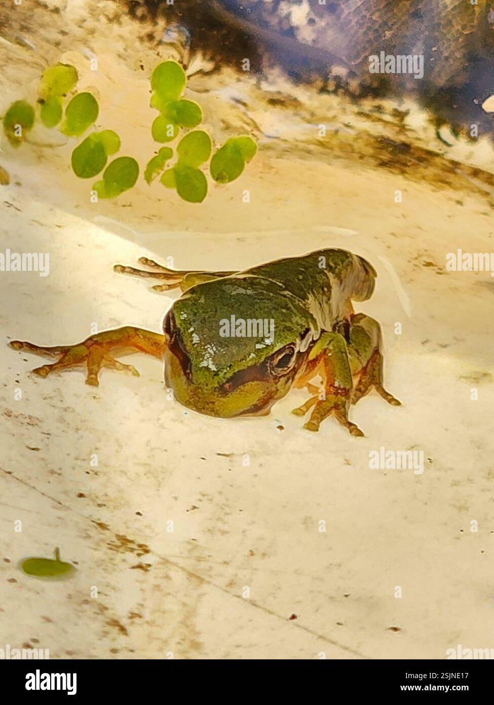 Australian Green Tree Frog (Ranoidea caerulea), Amphibia, Bouldercombe ...