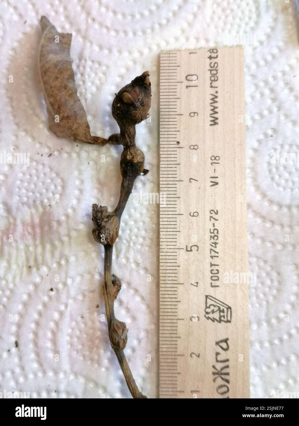 Willow Gall Midges (Rabdophaga), Insecta, Россия, Larvae in galls on ...