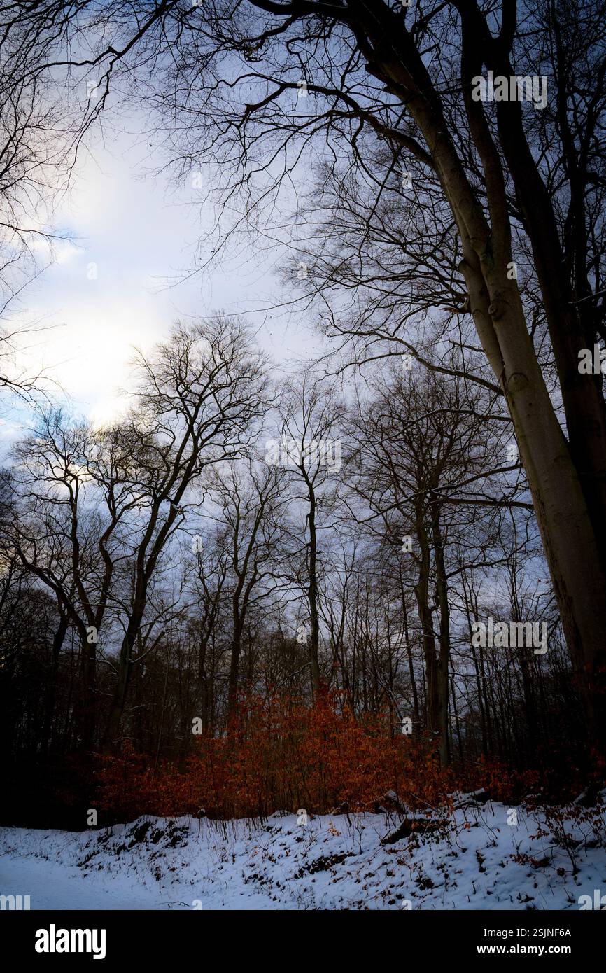 Forest landscape in the Wohldorfer Wald nature reserve, Germany Stock ...