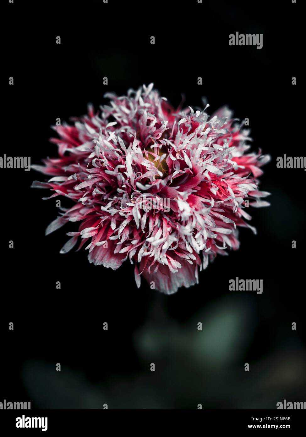 Double flower of an opium poppy, macro photograph in the flower garden ...