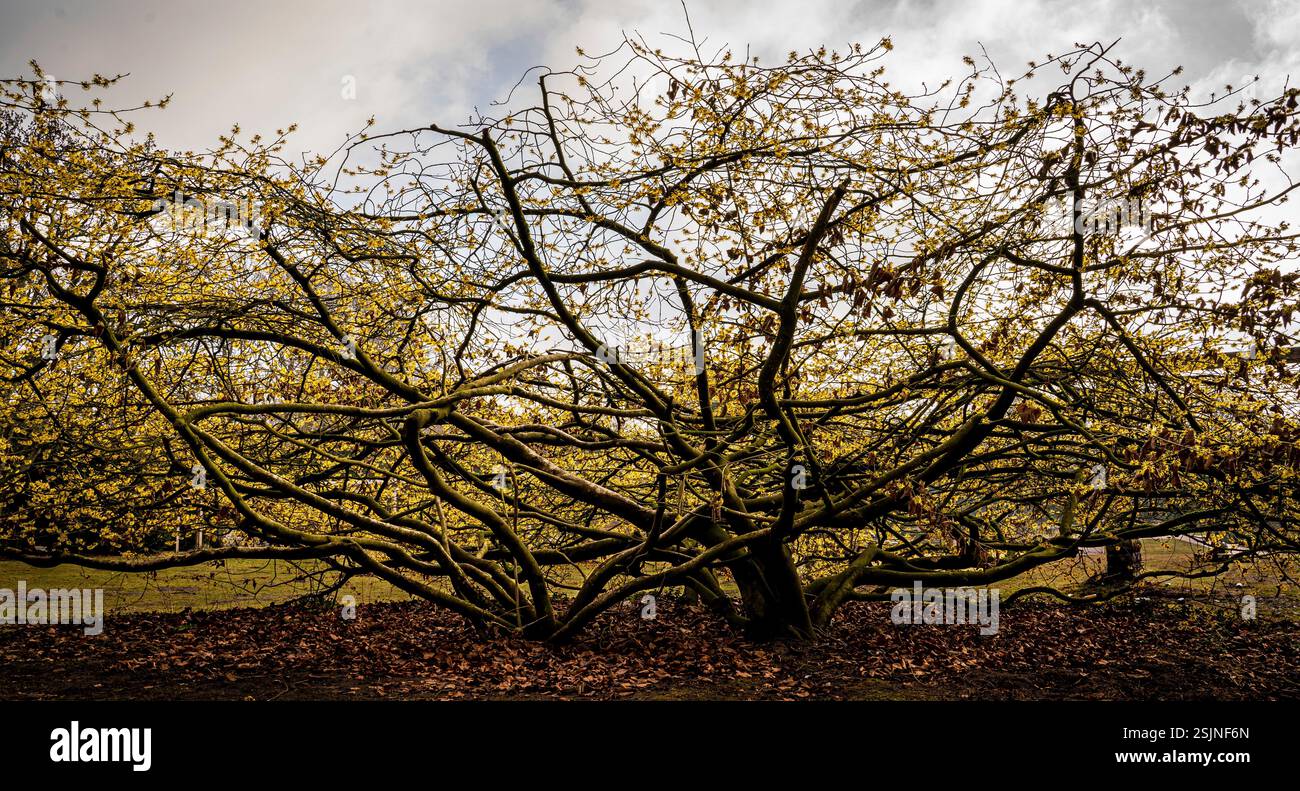 Witch in tree hi-res stock photography and images - Alamy