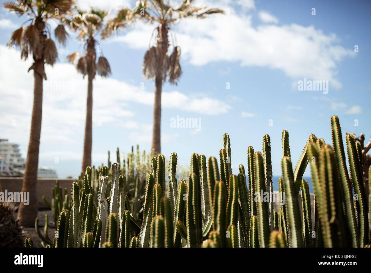 Cacti and palm trees hi-res stock photography and images - Alamy