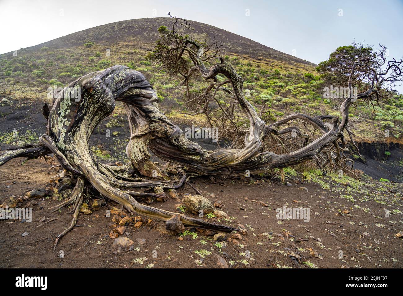 Sabina juniper tree shaped by the wind near El Sabinar, El Hierro ...