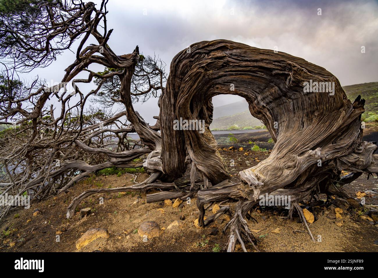 Sabina juniper tree shaped by the wind near El Sabinar, El Hierro ...