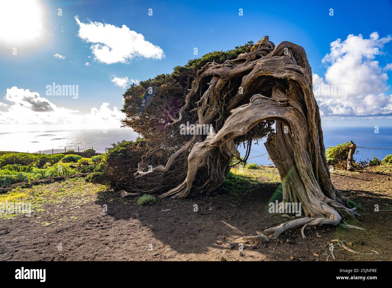 Sabina juniper tree shaped by the wind near El Sabinar, El Hierro ...