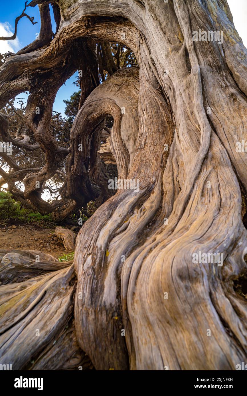 Sabina juniper tree shaped by the wind near El Sabinar, El Hierro ...