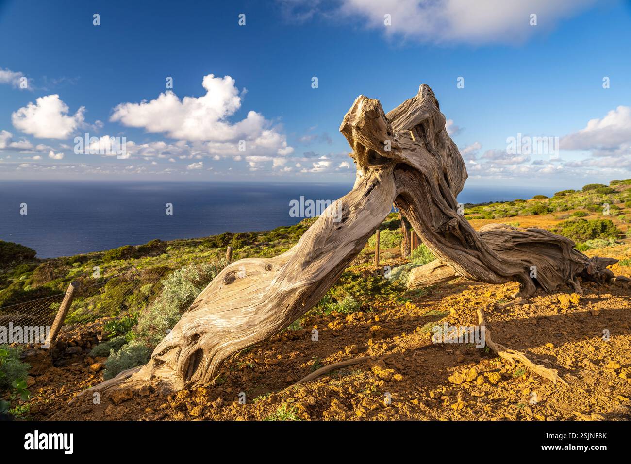 Sabina juniper tree shaped by the wind near El Sabinar, El Hierro ...