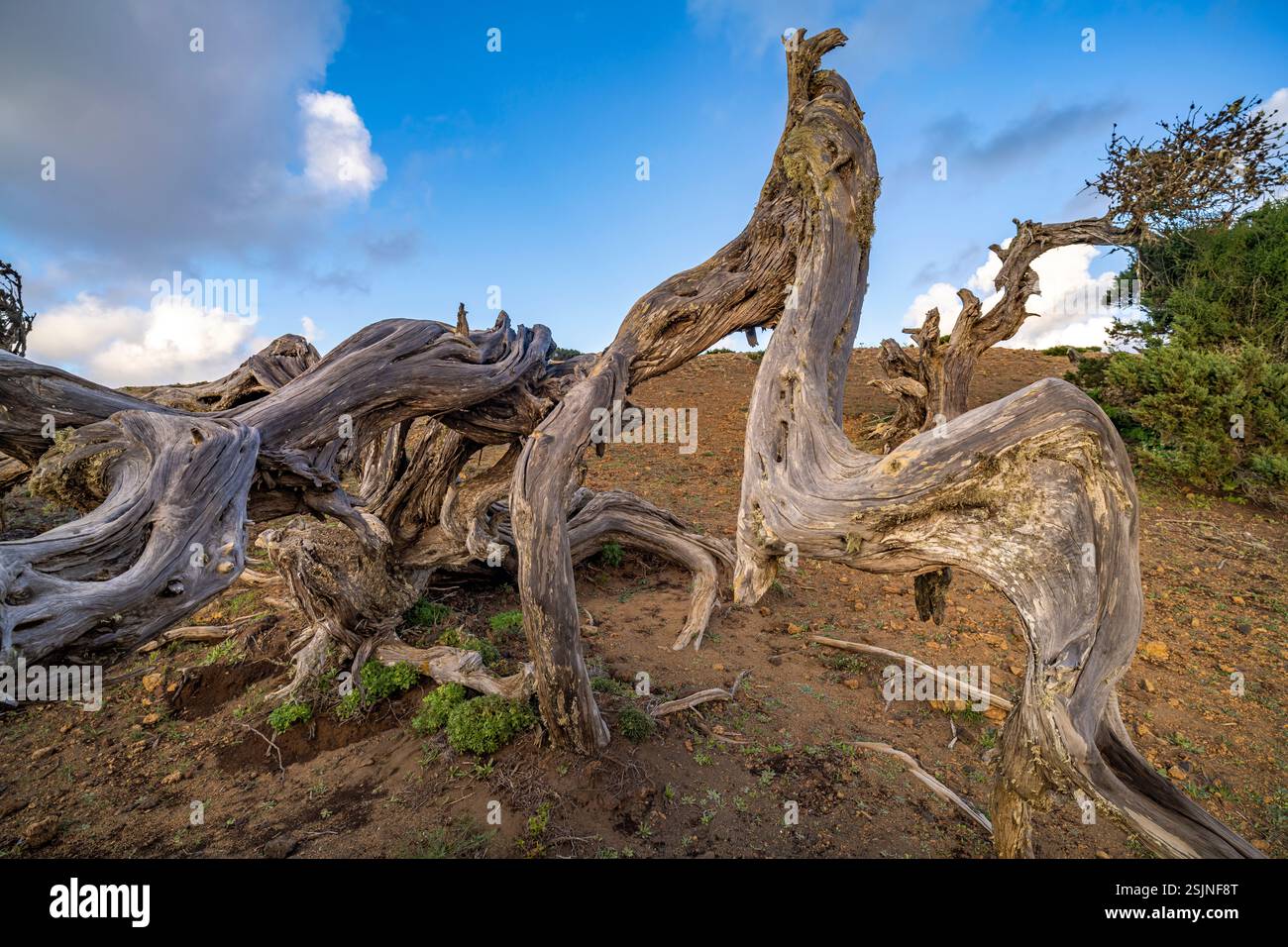 Sabina juniper tree shaped by the wind near El Sabinar, El Hierro ...