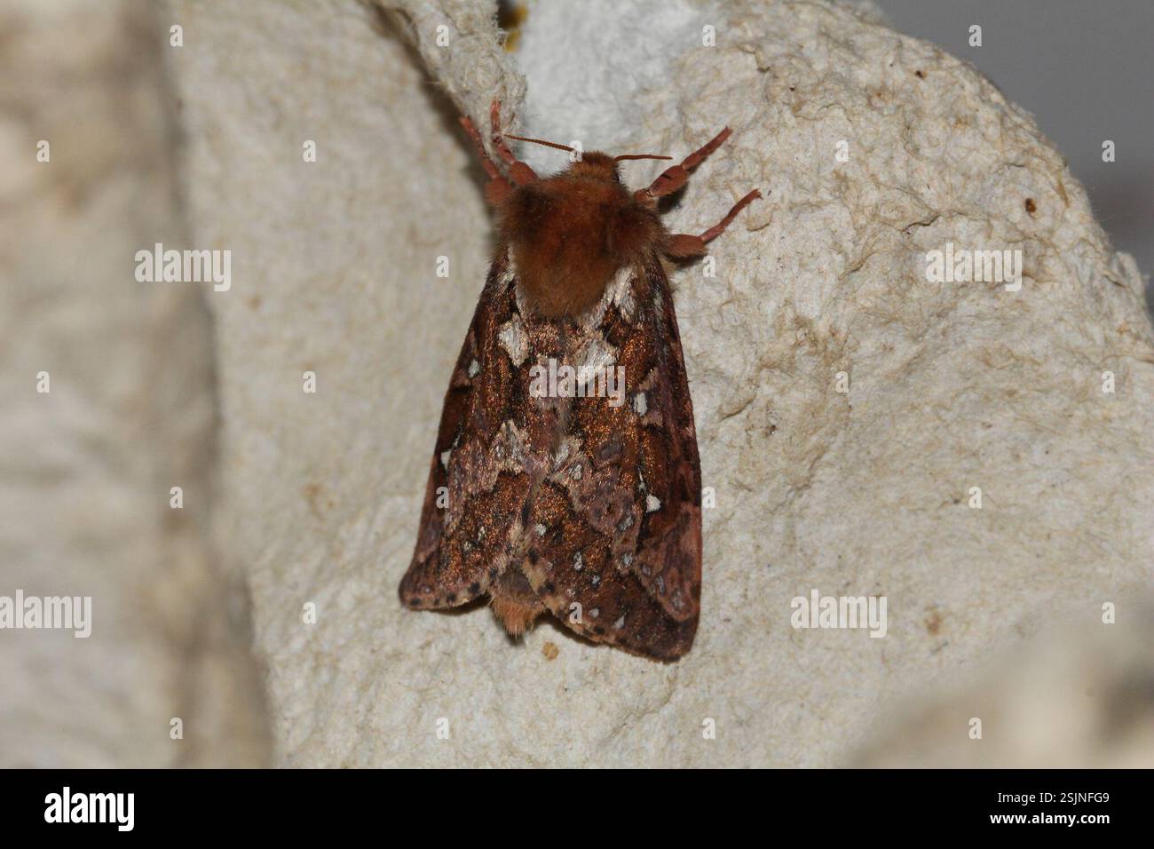 Map-winged Swift (Korscheltellus fusconebulosa), Insecta, 8400 Ebeltoft ...