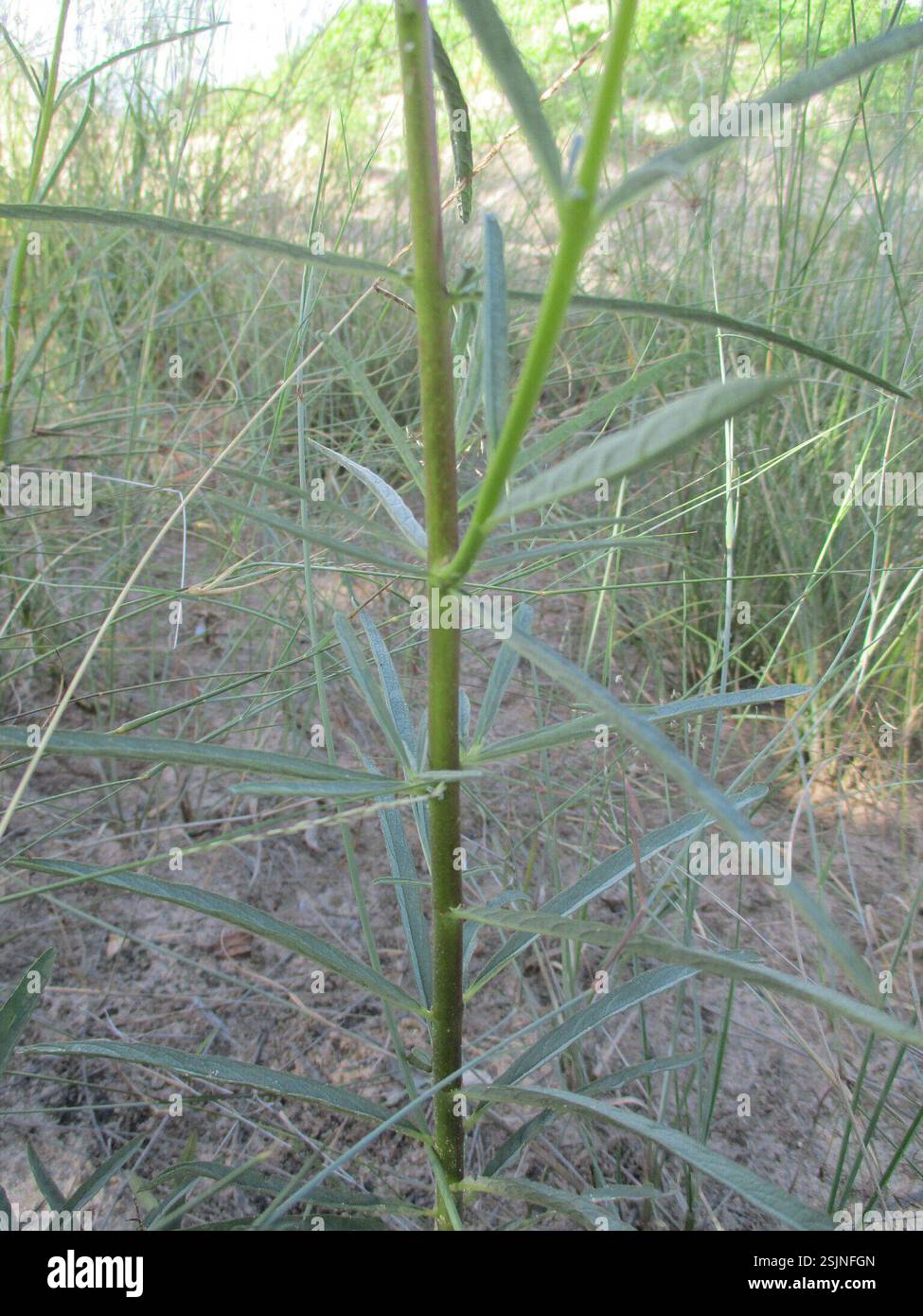 Fine Sesame (Sesamum calycinum baumii), Plantae, Zambezi Region ...