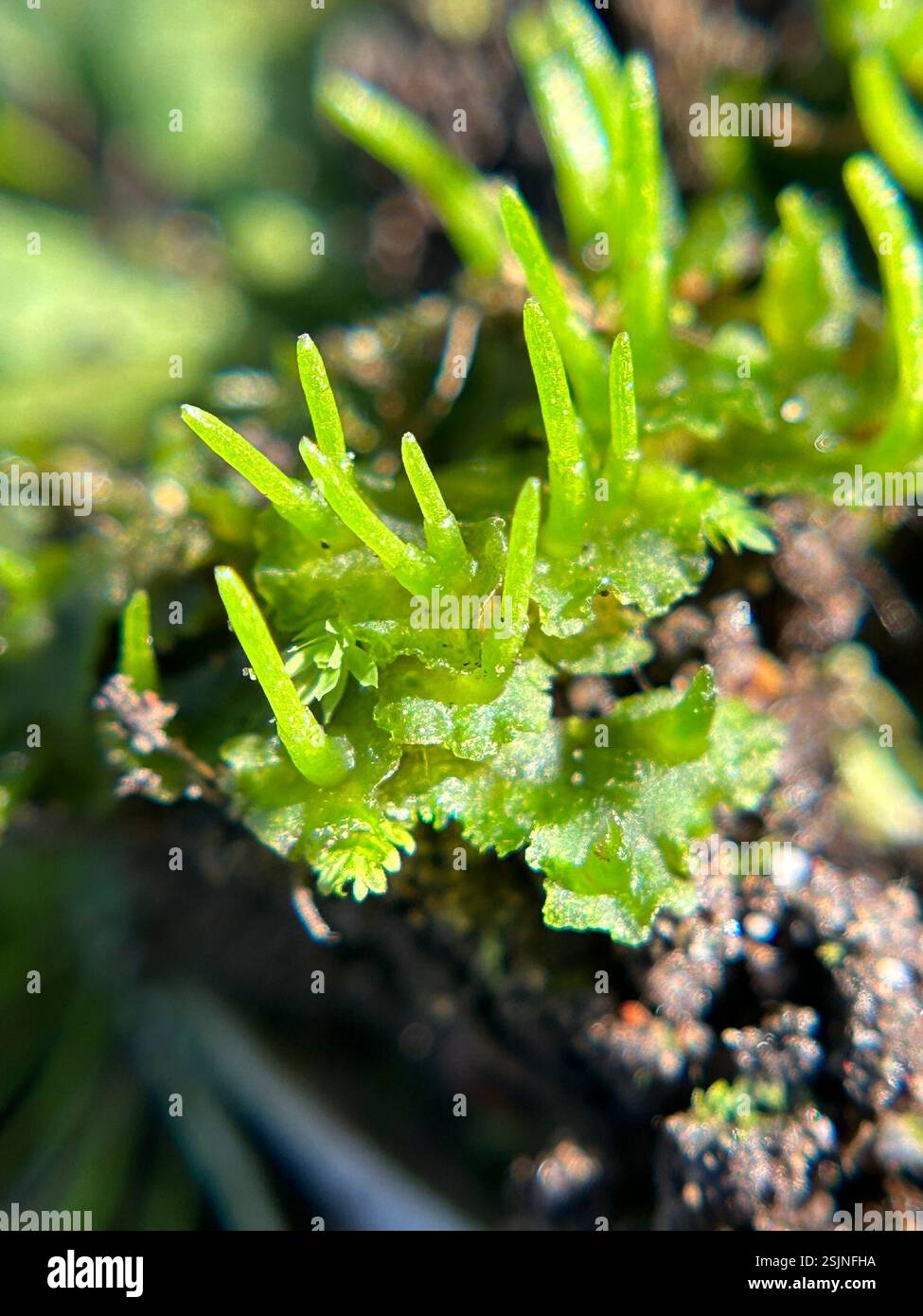 hornworts (Anthocerotophyta), Plantae, Monaña de Oro State Park, Los ...